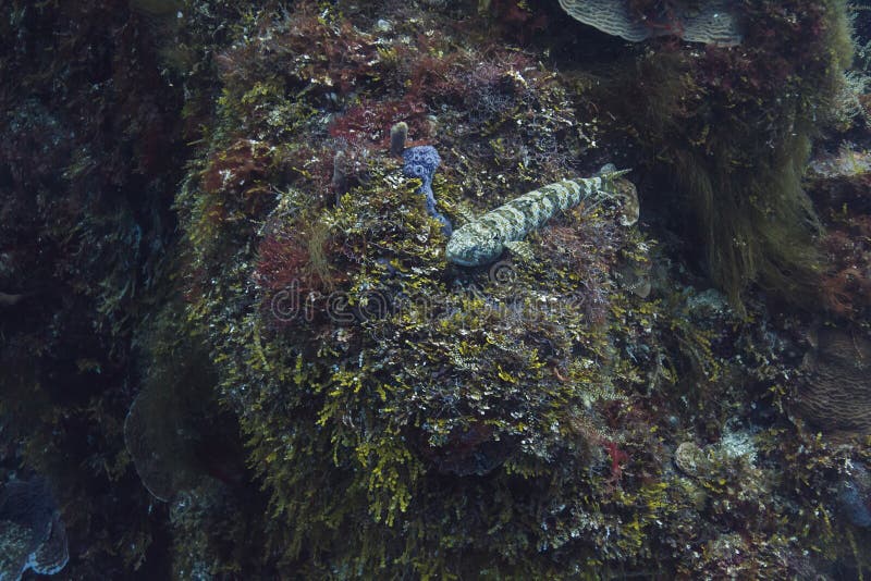 Fish resting on a rock stock image. Image of deep, diving - 104532187