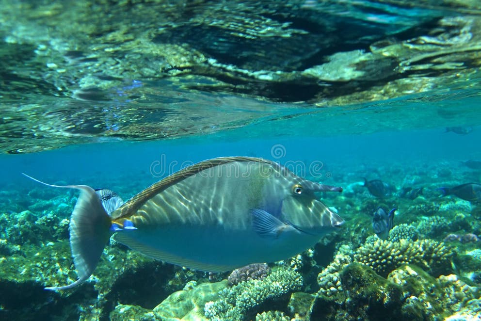 Fish-rhinoceros stock photo. Image of ocean, blue, nature - 15664764