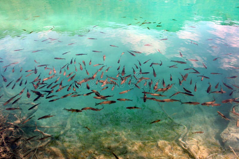 Fish in the river stock photo. Image of water, ecological - 11262516