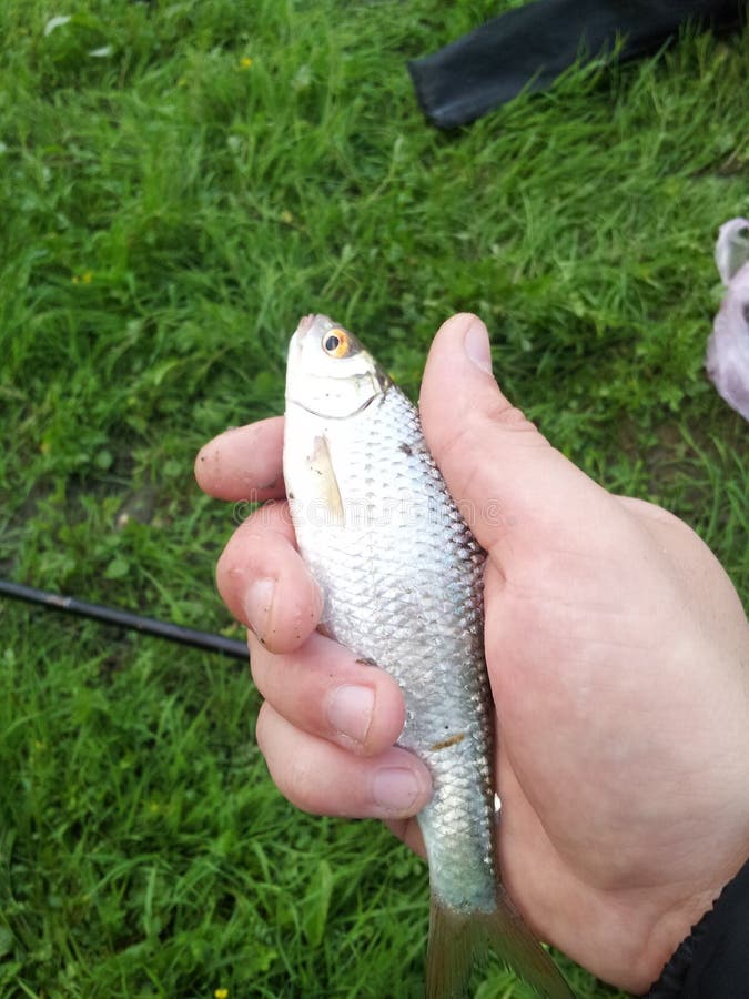 Fish stock photo. Image of litle, hand, fish, river, catch - 45532272