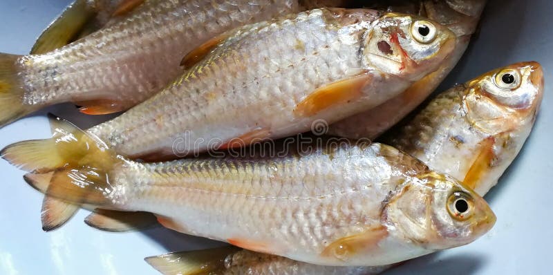 Fish river Asia stock photo. Image of tail, large, meat - 112253668