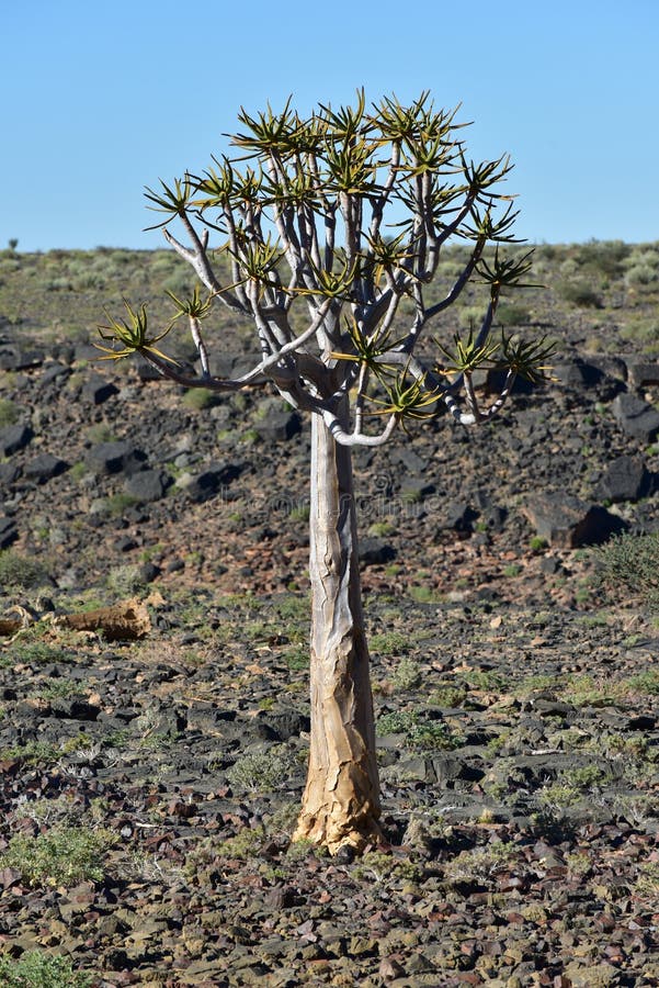 Fish River Canyon -Namibia, Africa Stock Photo - Image of park, light ...