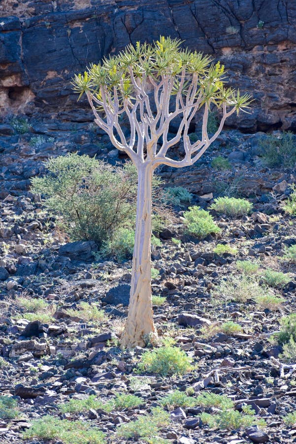 Fish River Canyon -Namibia, Africa Stock Image - Image of park, natural ...