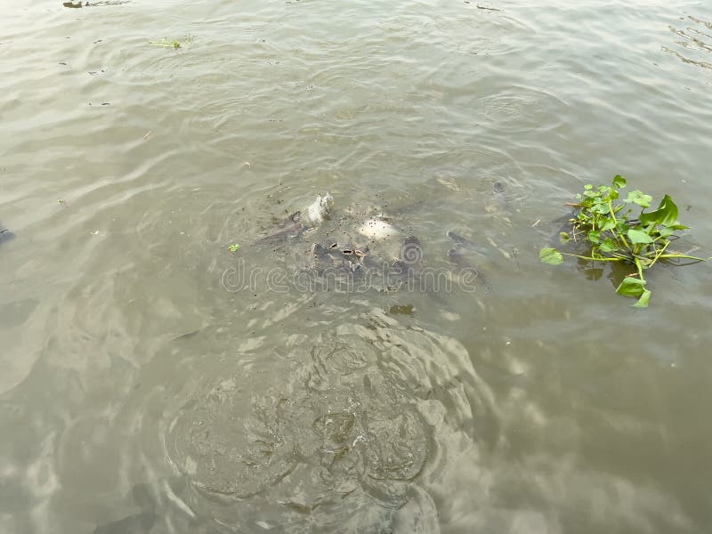 Swarms of Fish Cause the Water Surface To Ripple. Stock Photo - Image ...