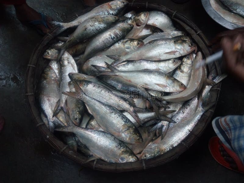 Fish of river stock image. Image of fish, hilsha, padma - 132054723