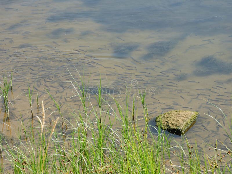 Fish in river stock image. Image of stone, underwater - 57750345