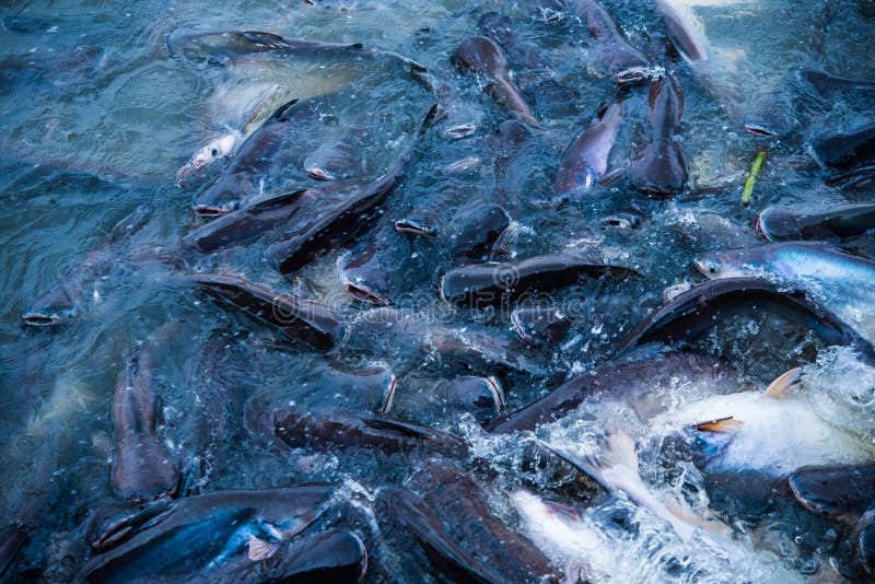 Fish in river stock image. Image of water, landscape - 34989699