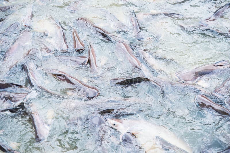 Fish in river stock image. Image of swarm, adventure - 34990121