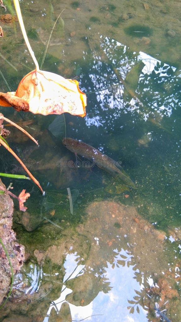 Fish and River is One of Natural and Echanting Life Stock Photo - Image ...