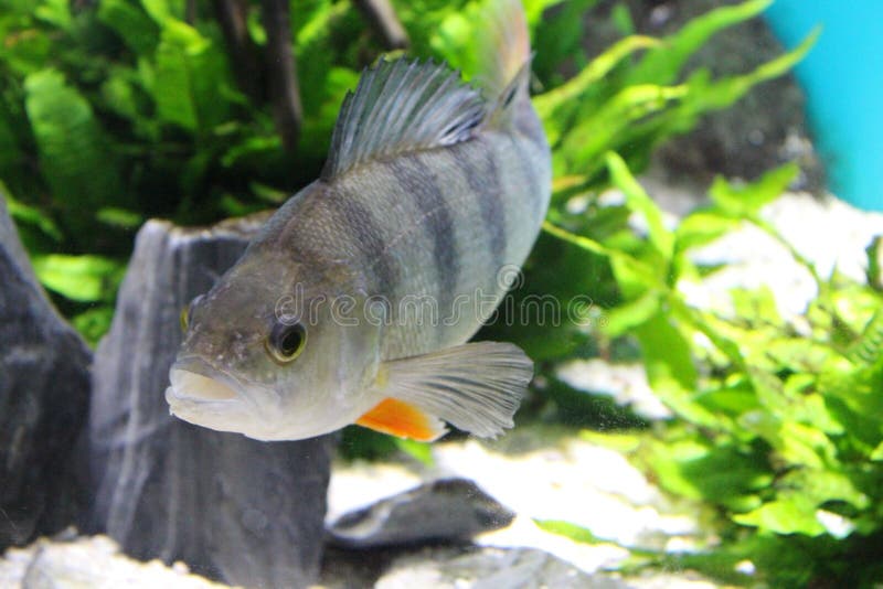 Fish River Perch in Water of the Aquarium Stock Image - Image of local ...
