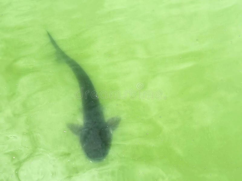 The fish in the river stock image. Image of color, copy - 272440233