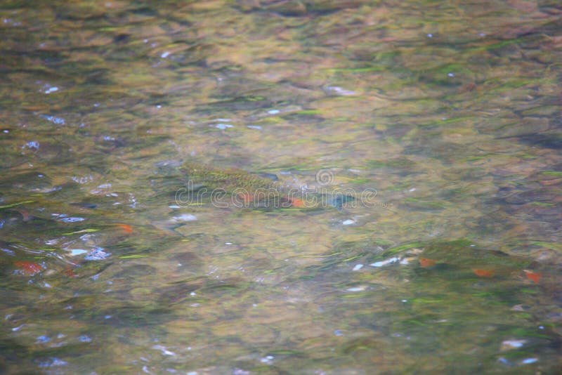 Fish in the river stock image. Image of clear, nature - 124969973