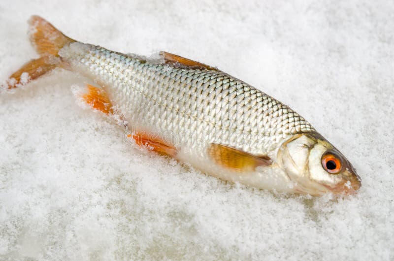 Fish Roach Closeup on the Ice Stock Photo - Image of freshness ...