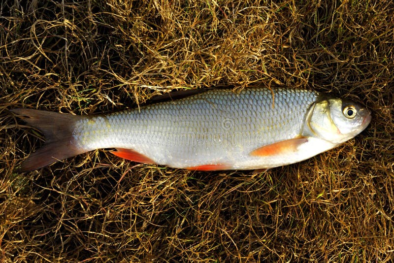 Fish roach stock image. Image of freshwater, head, fishing - 84970357