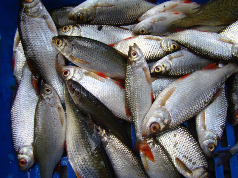 Roach Ordinary Stock Photos - Free & Royalty-Free Stock Photos from ...