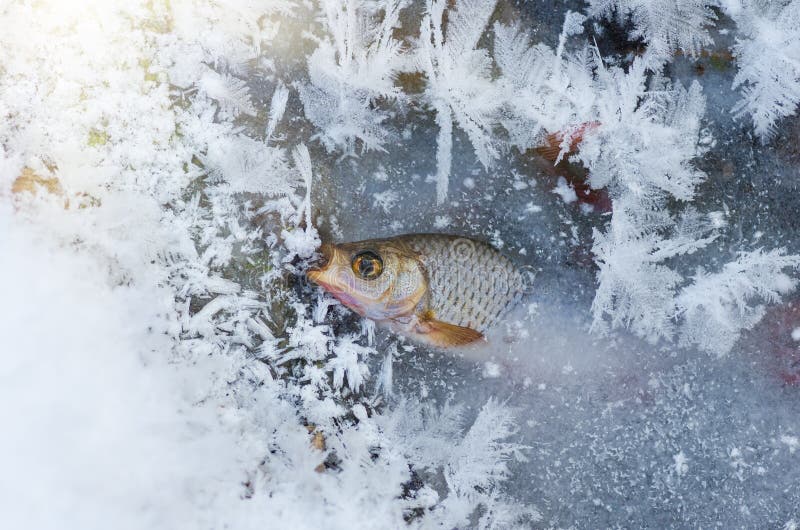 Fish roach in winter stock photo. Image of sport, river - 72663856