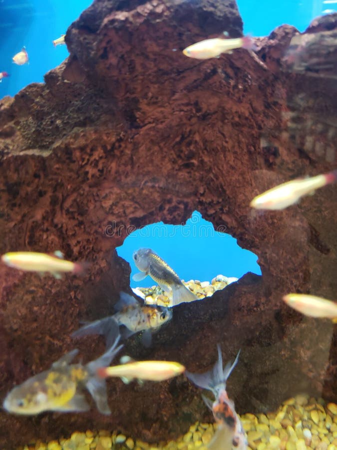 Fish in a Rock stock image. Image of water, rock, fish - 170223255