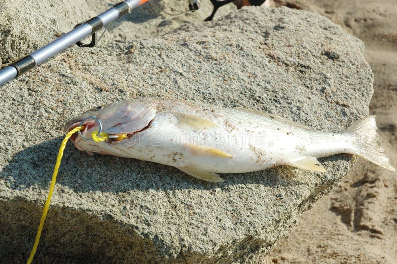 Fish on rock stock image. Image of meat, boat, fishing - 343013