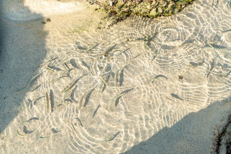 Fish in Rock Sand of Sea Beach Stock Photo - Image of tropical ...
