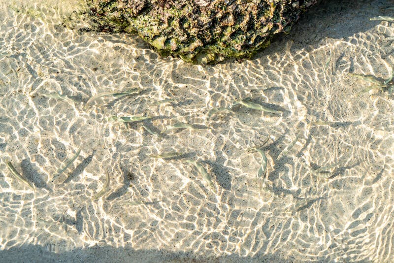 Fish in Rock Sand of Sea Beach Stock Photo - Image of water, vacation ...