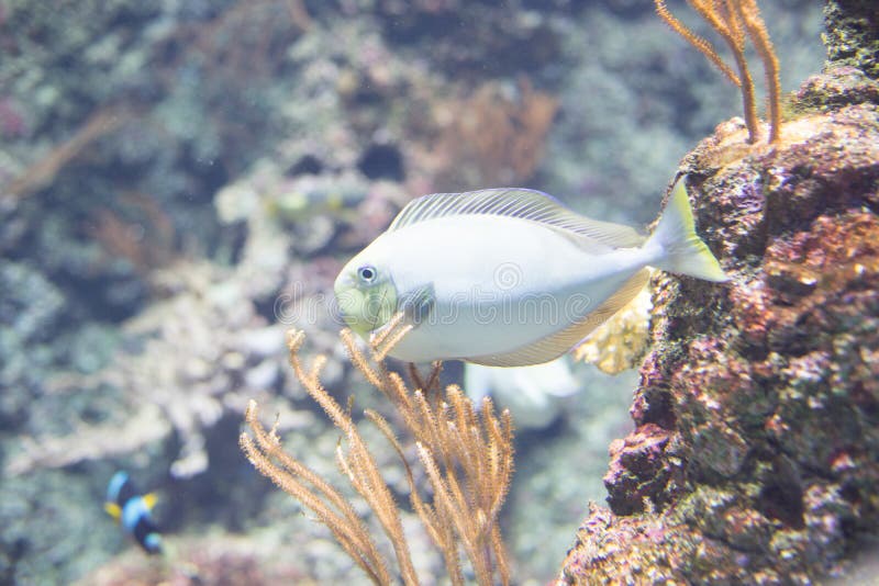 Fish with rock stock image. Image of rock, reef, water - 71796129