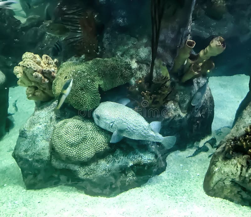 Fish at rocks stock image. Image of coral, rocks, blue - 84425439