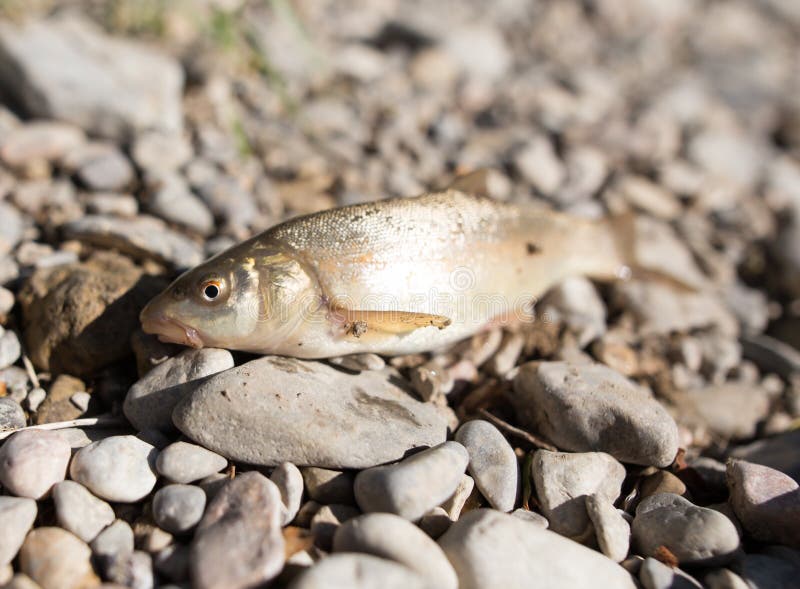 Fish on the Rocks by the River Stock Photo - Image of stone, summer ...