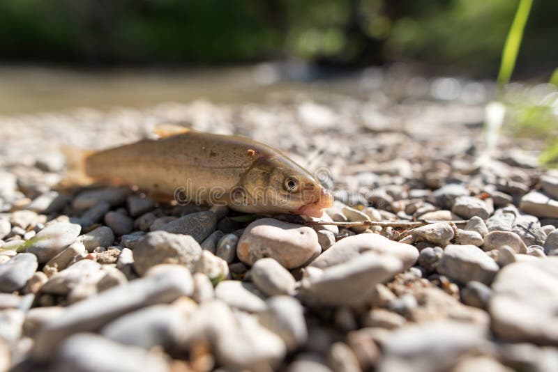 Fish on the Rocks by the River Stock Image - Image of small, blue: 94575503