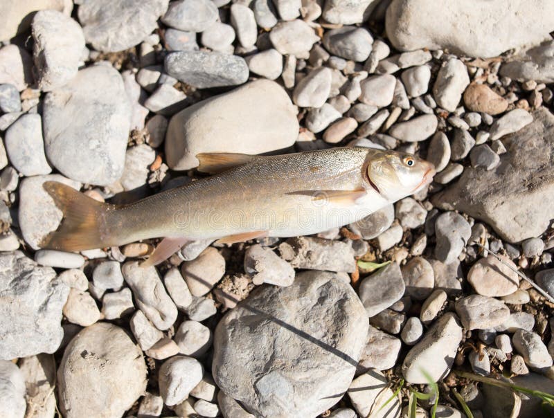 Fish on the Rocks by the River Stock Photo - Image of roach, nature ...