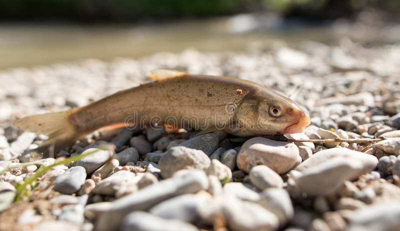 Fish on the Rocks by the River Stock Photo - Image of stone, roach ...