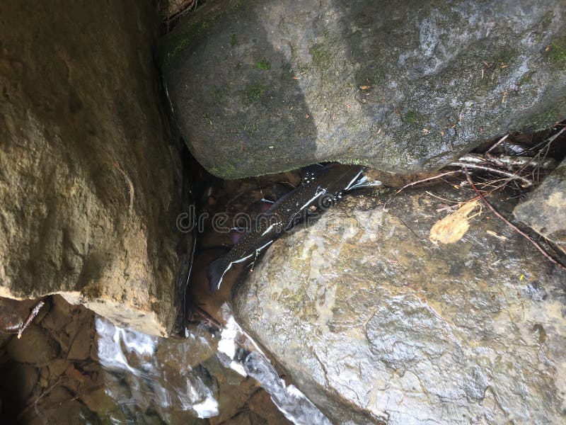 Fish in rocks stock photo. Image of stones, fish, rocks - 132695428
