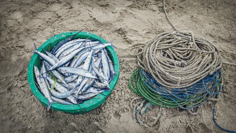 Rope to the cod fish stock image. Image of fish, rope - 2301267