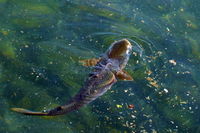 The Fish Rose To the Surface of the Water Stock Image - Image of rose ...