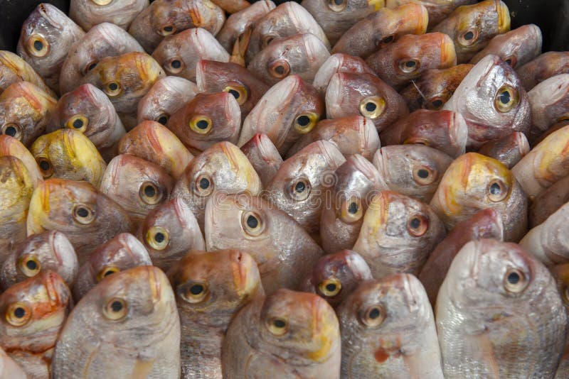 Fish row stock photo. Image of japan, sauce, mouth, asia - 12311516