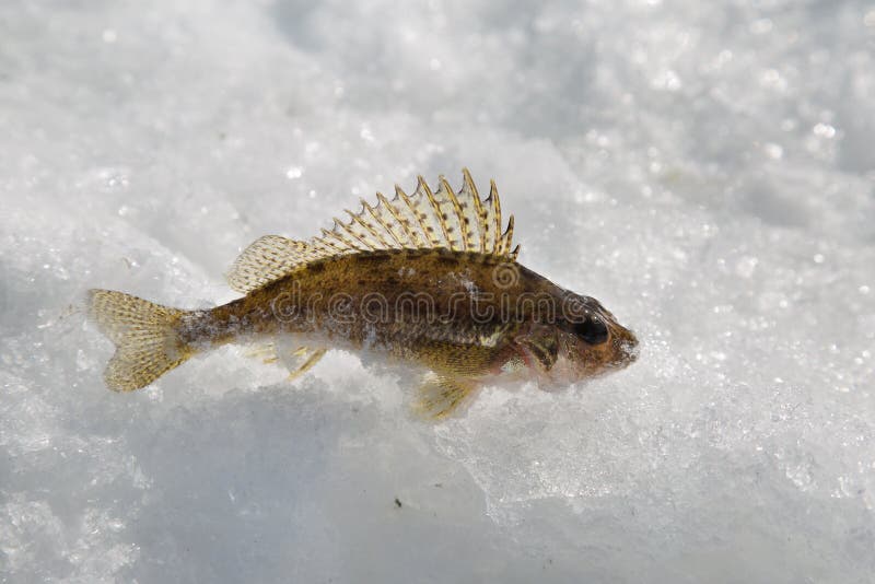 Fish ruff stock image. Image of winter, fishing, ruff - 51138889