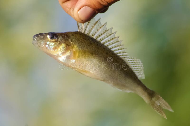 221 Ruff Hand Stock Photos - Free & Royalty-Free Stock Photos from ...