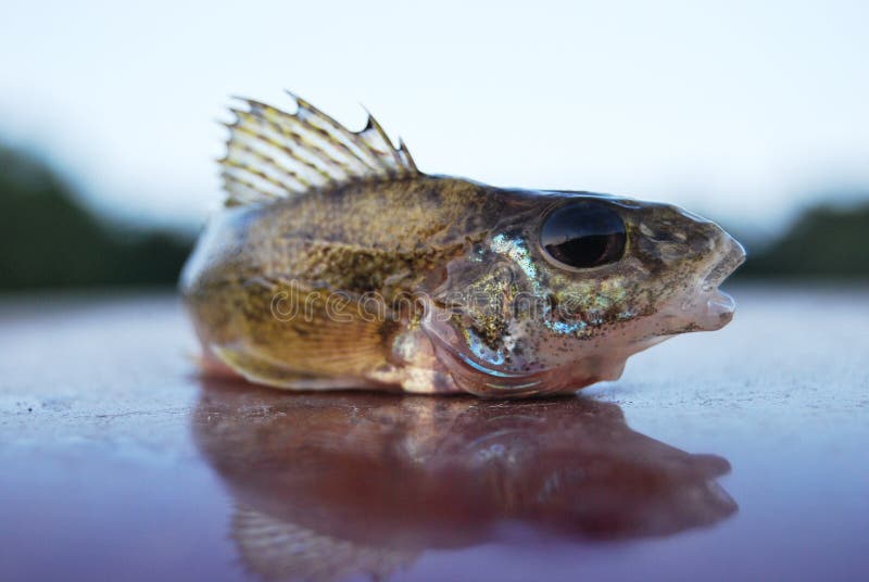 The fish ruff stock image. Image of catch, right, needle - 98741201