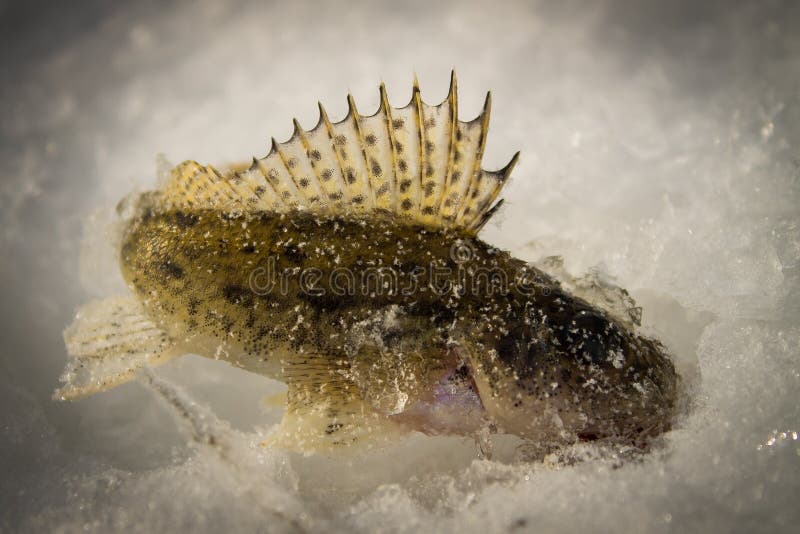 Fish Ruff on the ice stock image. Image of sport, activity - 111630795
