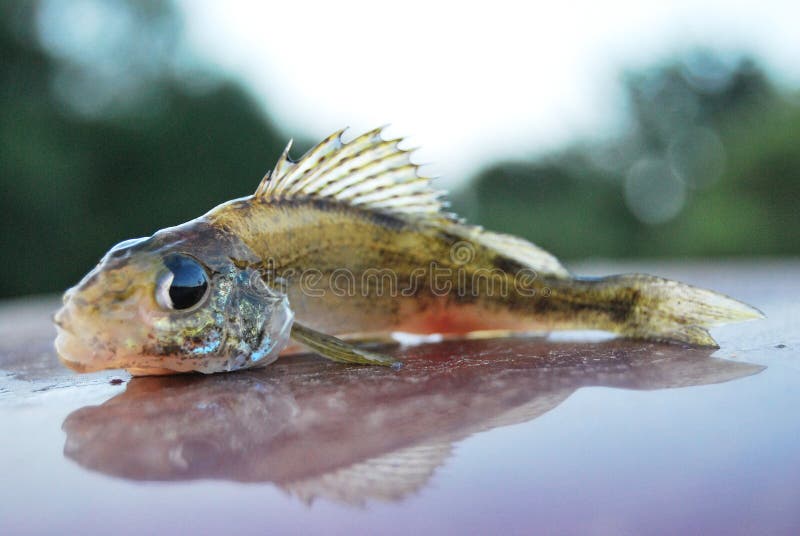Fish Ruff Gymnocephalus Cernuus Isolated Stock Image - Image of ...