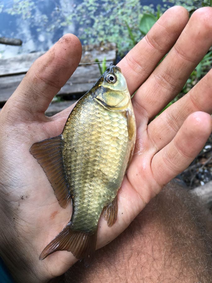 Fish stock image. Image of russia, fish, lake, fishing - 76392053