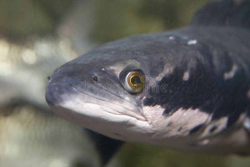 The fish s face stock image. Image of fishbowl, fish, fishes - 7343933