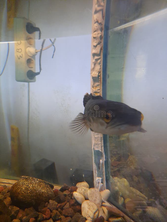 The Fish& X27;s Sharp Eye Gaze As If Asking for Food because it& X27;s ...