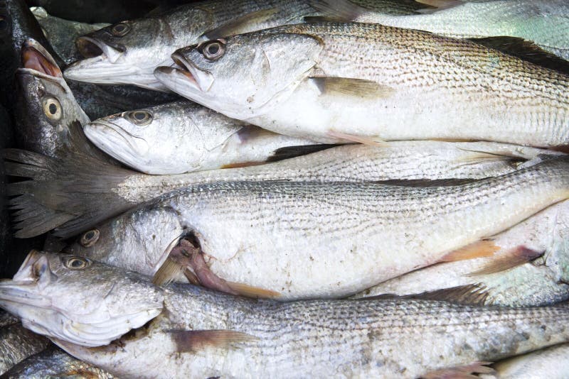 Fish for sale 3 stock photo. Image of kitchen, marine - 12884446