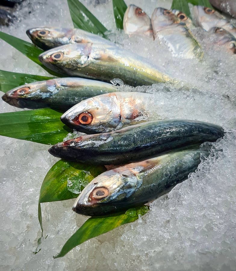 Fish for Sale at the Market Stock Photo - Image of ocean, catch: 280858556