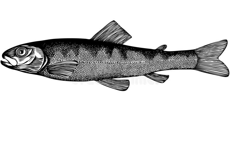 Fish Salmon Parr Illustration Stock Illustration - Illustration of ...