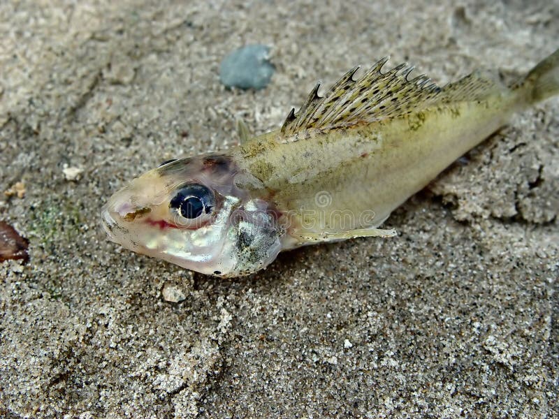 Fish on sand stock photo. Image of scales, abstraction - 1252642