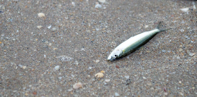 FIsh in the sand stock photo. Image of swim, pacific - 26773626