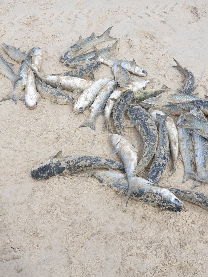 Fish on the Sand on the Beach Stock Image - Image of fish, wave: 348102305
