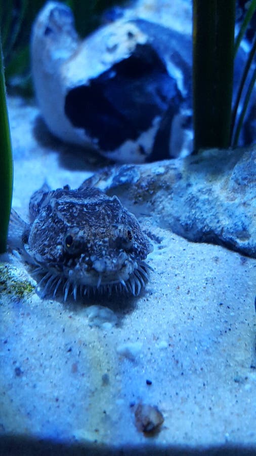 Grumpy fish stock image. Image of buried, dumpling, pregnant - 32616005