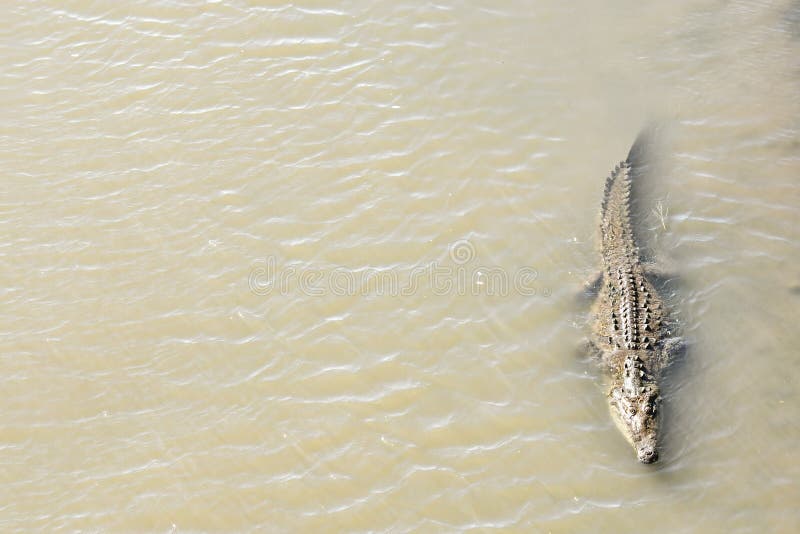 Fish in Sand, Photo As a Background Stock Photo - Image of nature ...